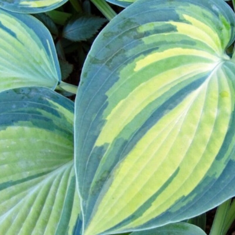 Rare Hostas - Etsy
