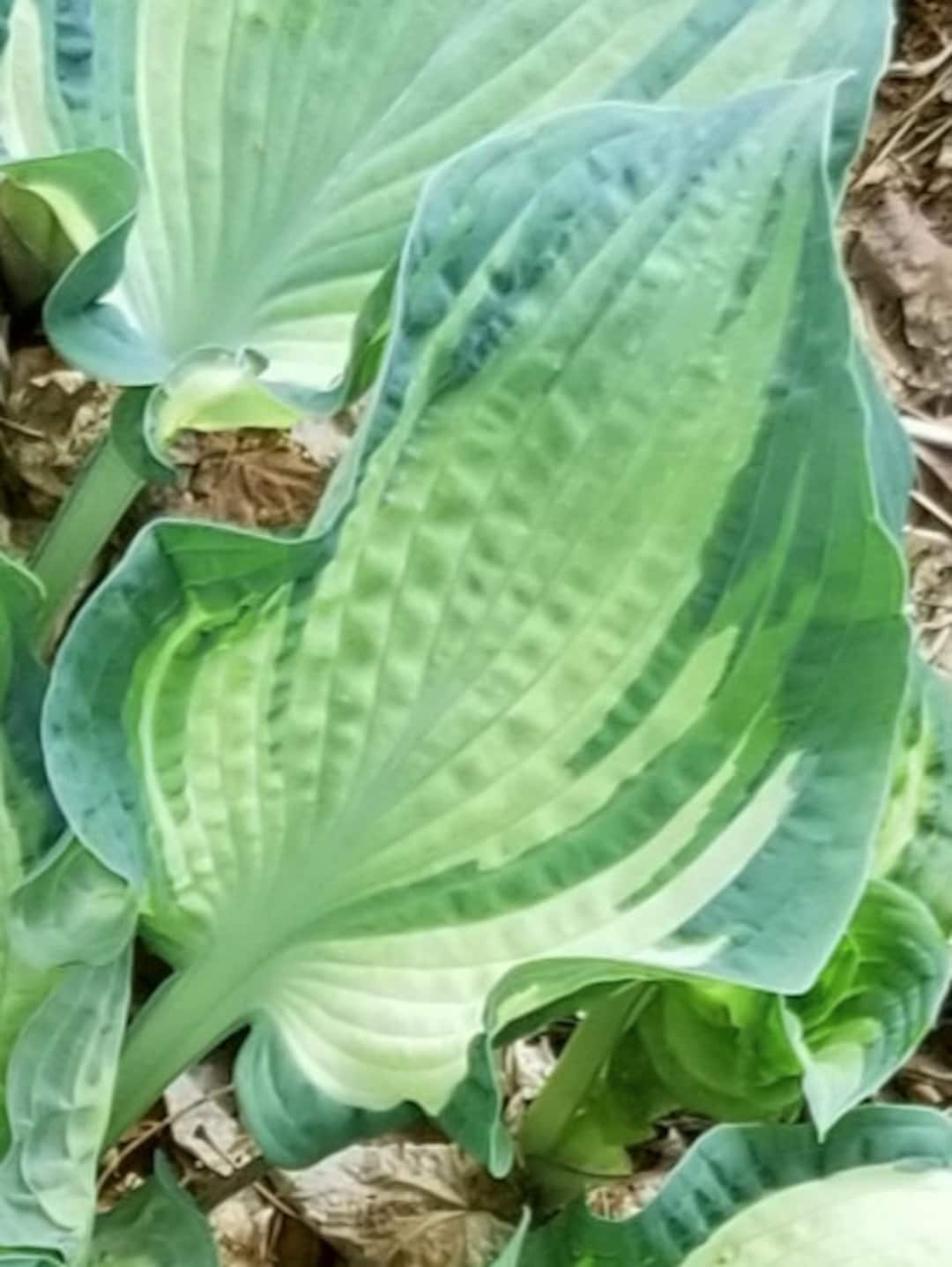 Hosta 'guardian Angel' / Gorgeous Misty-white Variegation in Spring and ...