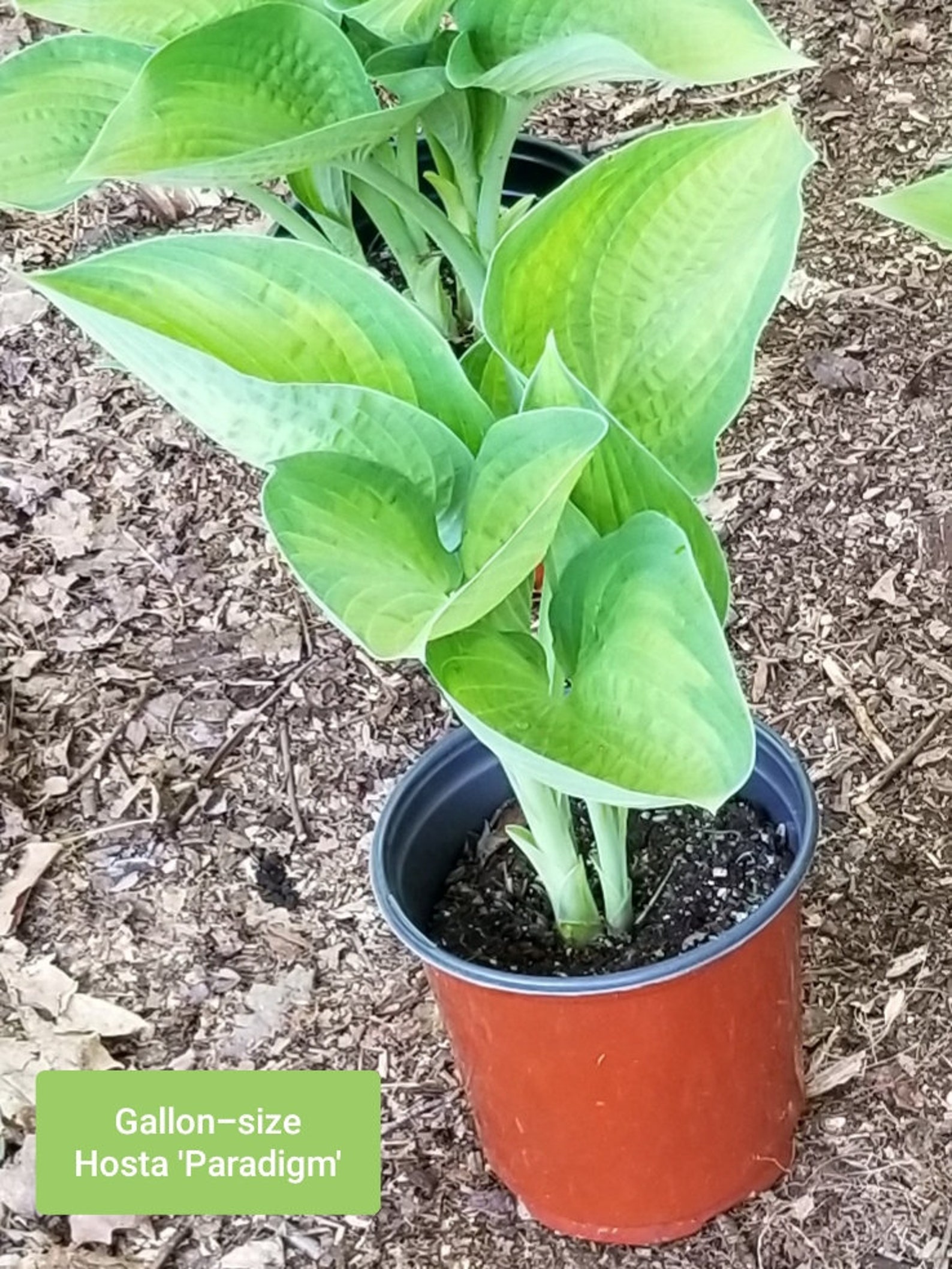 Hosta 'paradigm' / Hosta of the Year / Award Winning - Etsy
