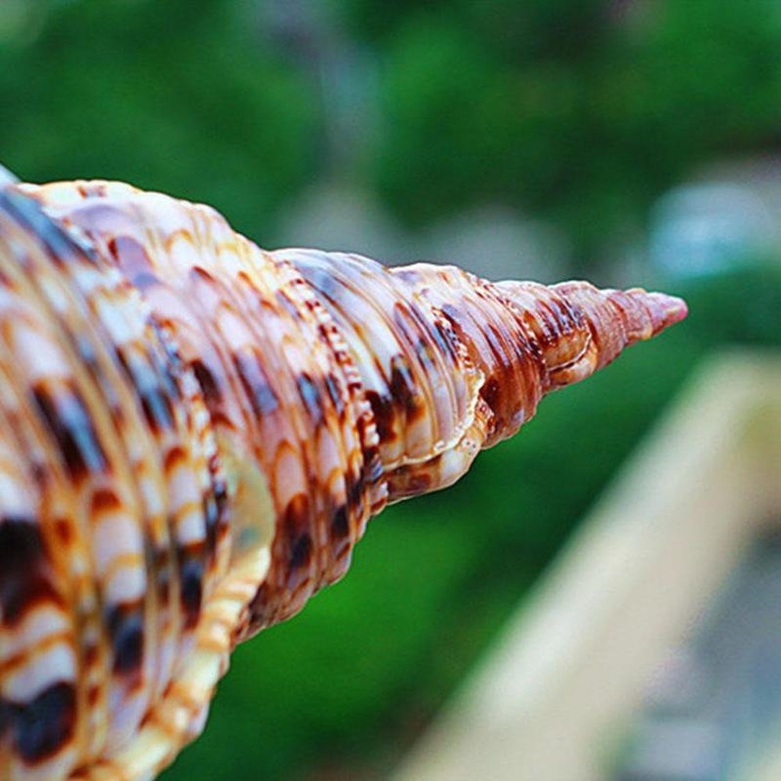 Big Conch Shell Furnishing Marine Decoration Sea Conch Natural | Etsy