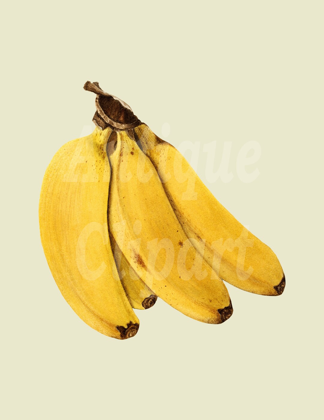 Fruit Printable Clipart bananas Botanical Illustration Digital Download ...
