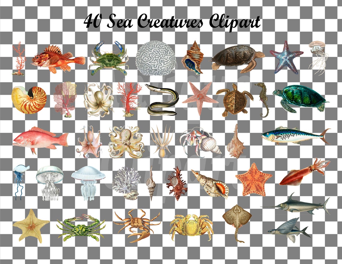 Vintage Sea Creatures Clipart: Antique Marine Life Illustrations (PNG ...