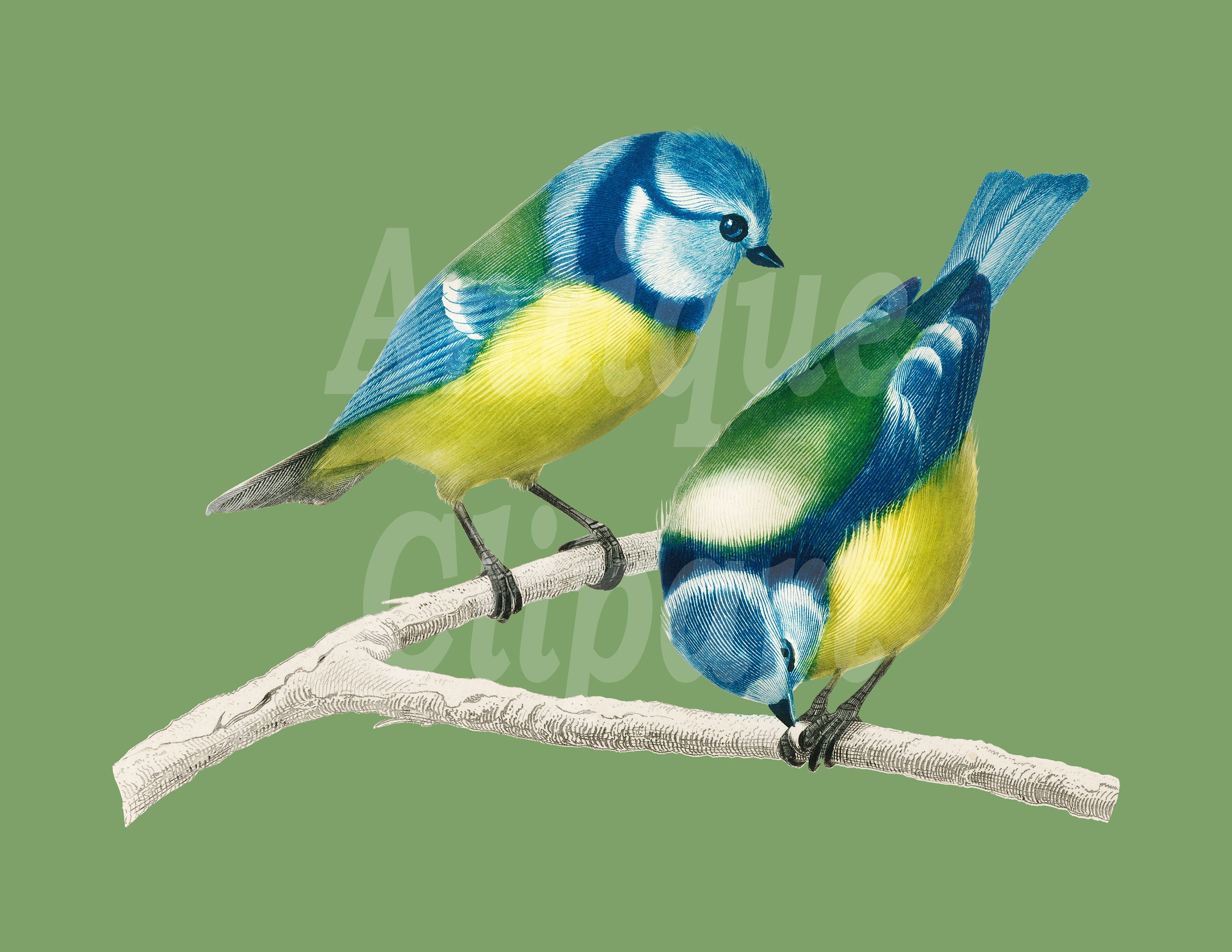 Vintage Bird Image eurasian Blue Tit Birds, Printable Digital Download ...