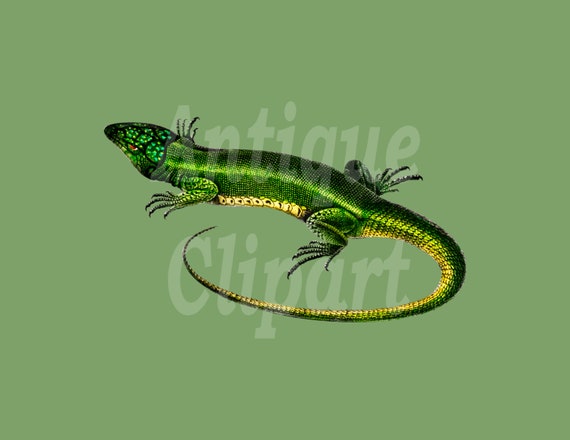 Green Lizard Clipart