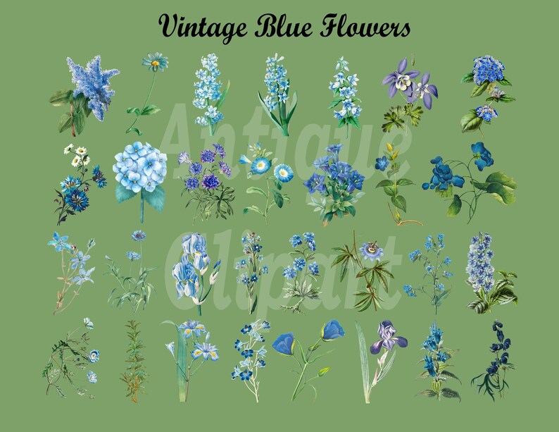 Vintage Blue Flower Clipart: 30 PNG Floral Graphics (commercial Use) - Etsy