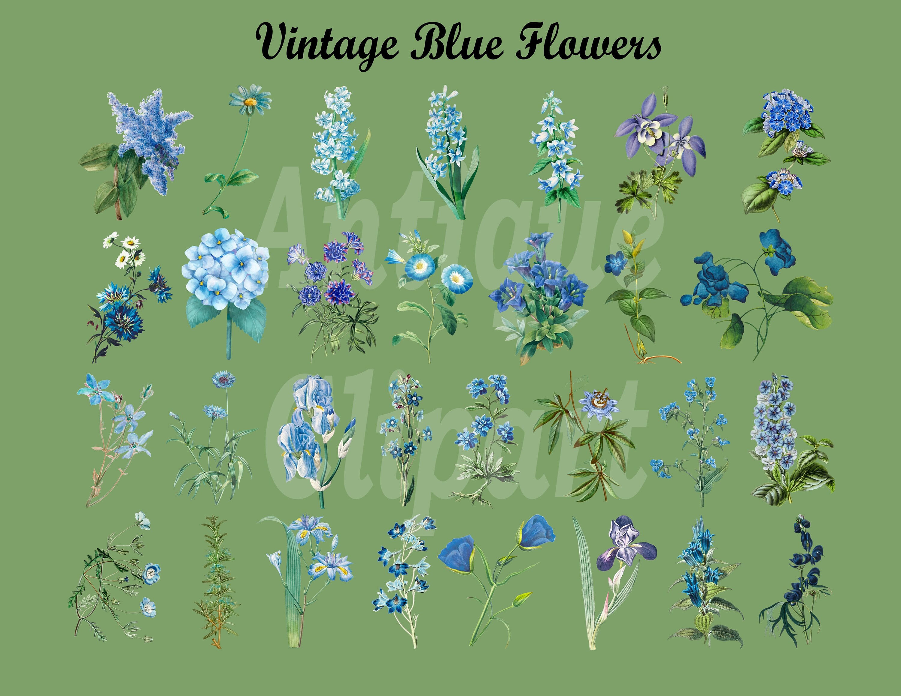 Vintage Blue Flower Clipart: 30 PNG Floral Graphics (commercial Use) - Etsy