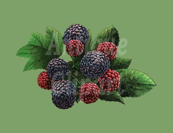 Black Raspberry Clip Art