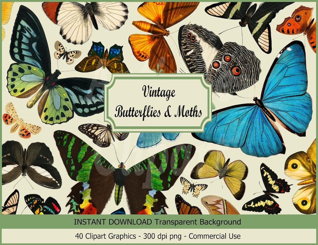 Vintage Butterfly Clipart Set: Moth Illustrations (digital Download) - Etsy