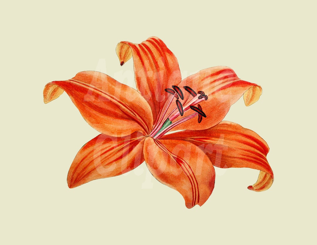 Printable Botanical Print blooming Lily Flower - Etsy