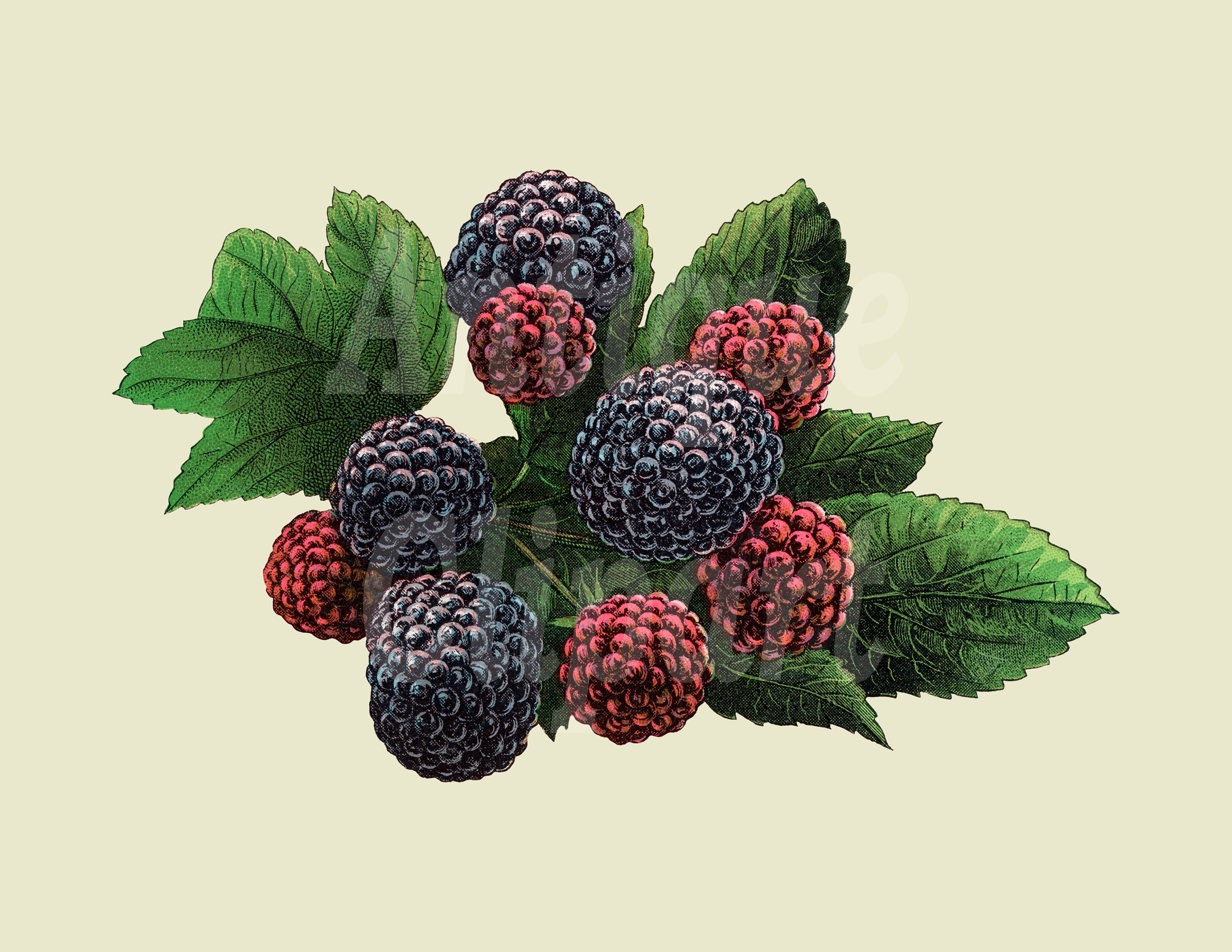 Black Raspberry Clip Art