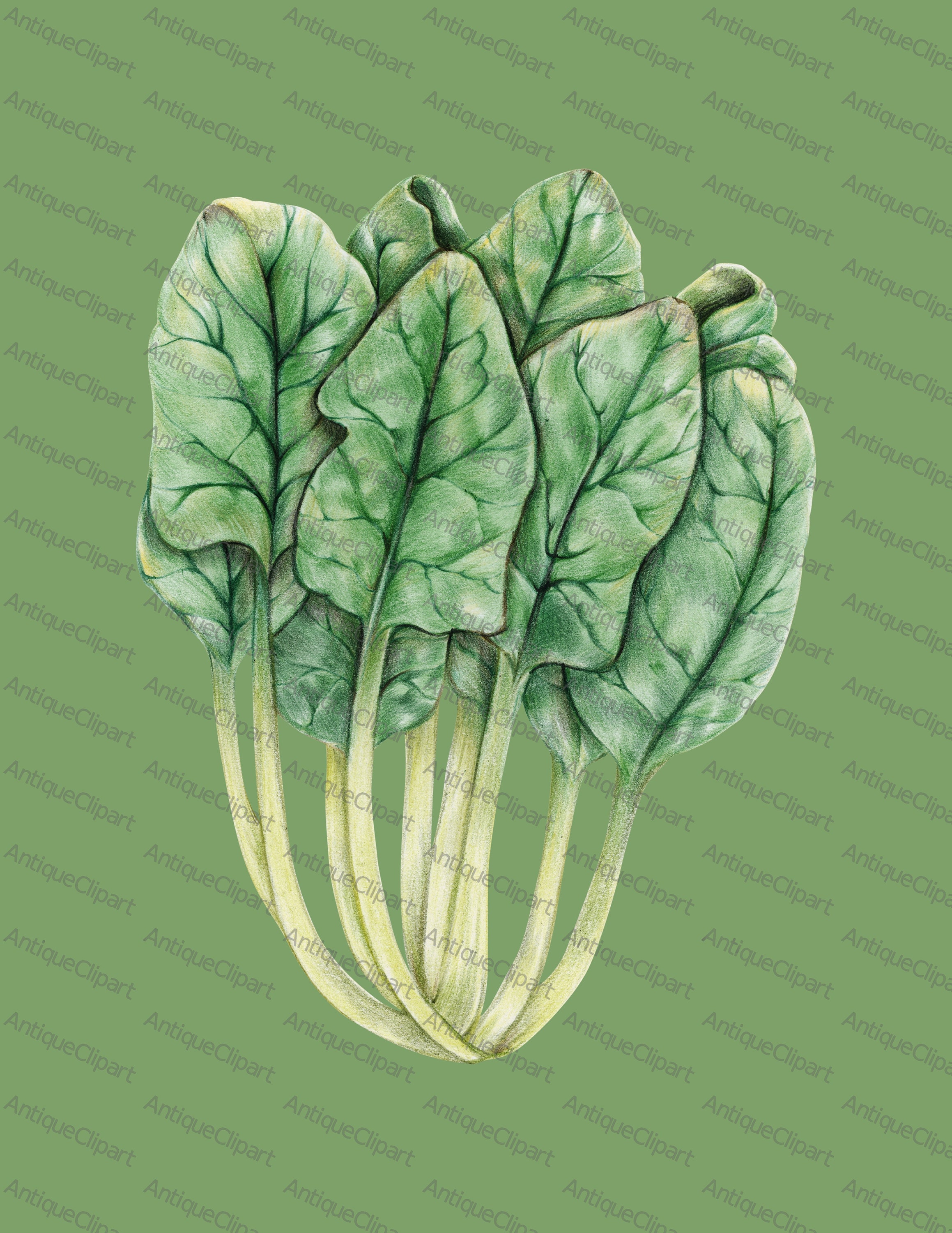 Veggie Digital Clipart green Chard Vintage Image for Prints, Crafts ...