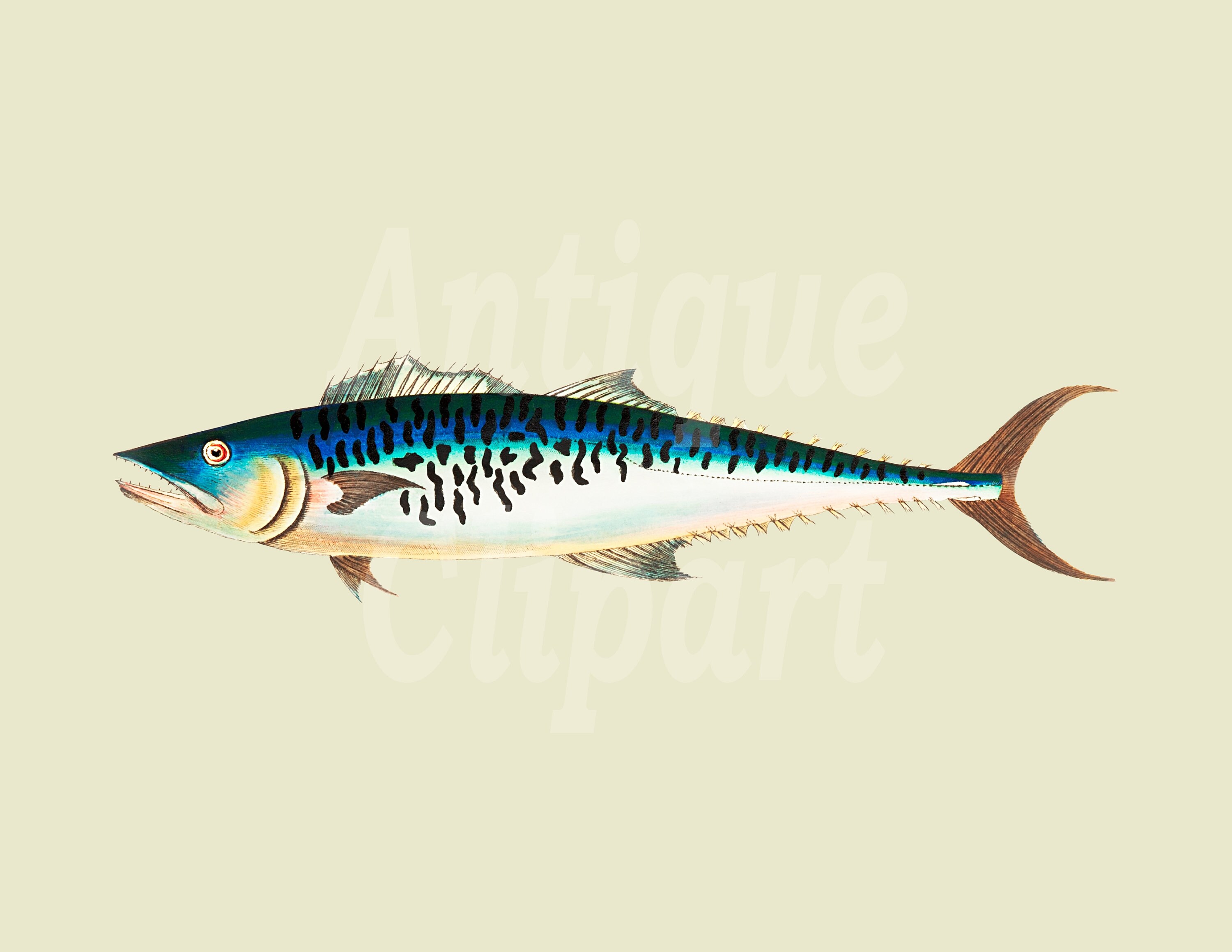 Fish Clip Art, Printable Illustration PNG / JPG mottled Mackerel ...