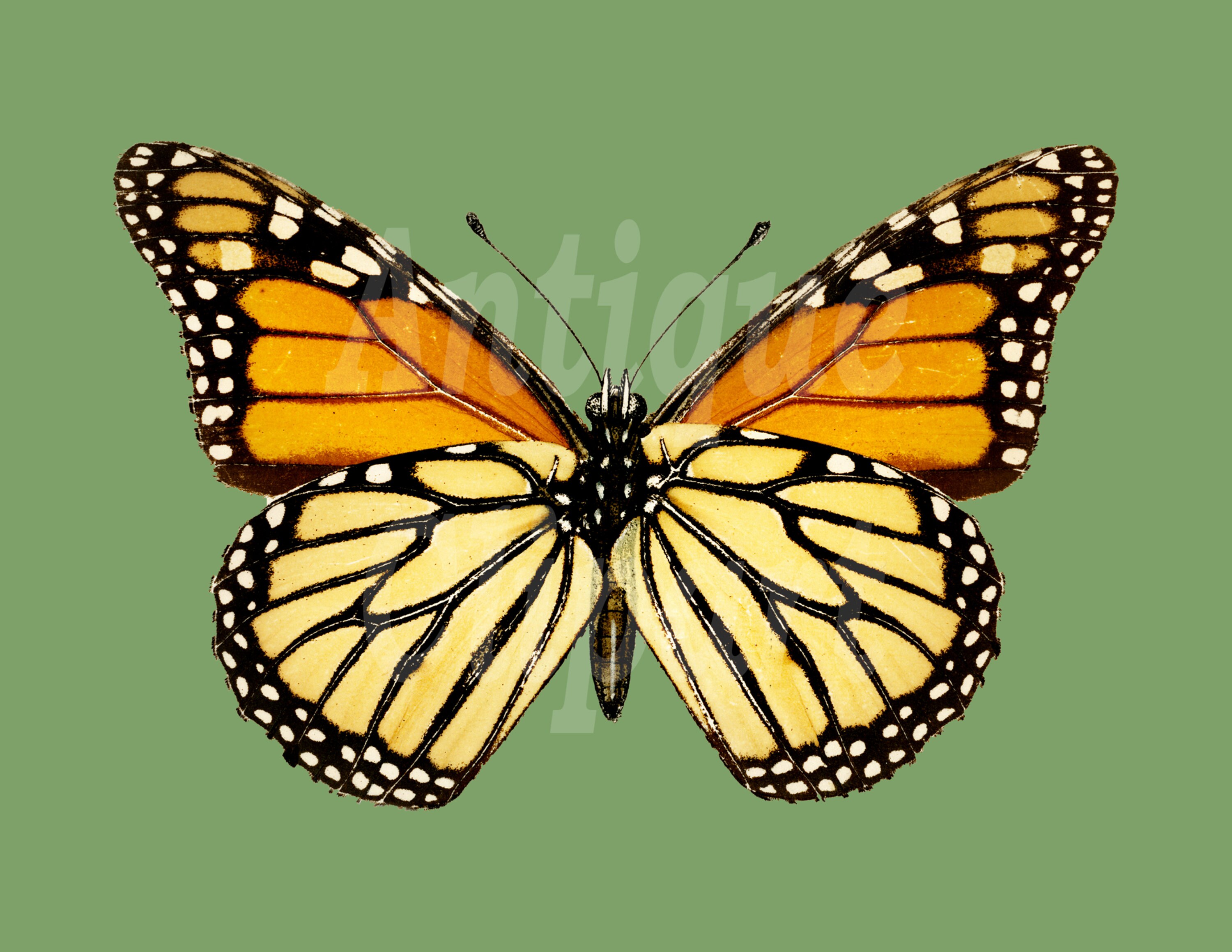 Butterfly Clipart "monarch" Printable Digital Download Illustration for ...