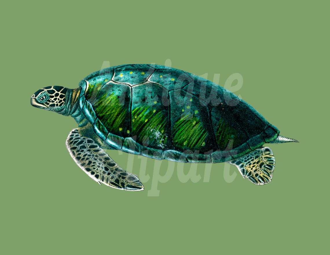 Turtle Image Digital Download green Sea Turtle | Etsy