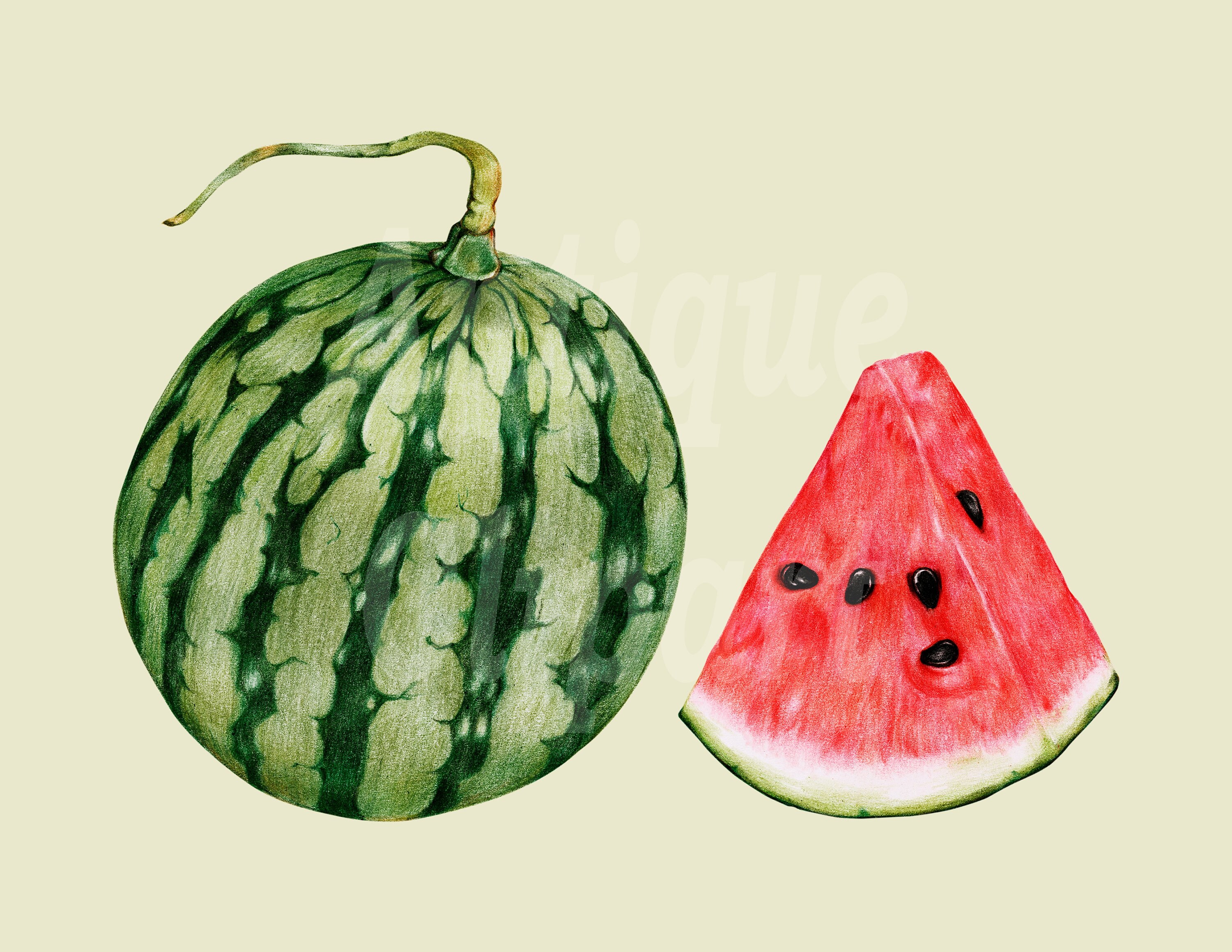 Vintage Clip Art fresh Watermelon Printable Botanical Artwork for ...