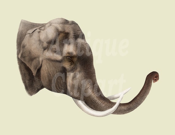 Elephant Clip Art Elephant Digital Download Elephant Image - Etsy
