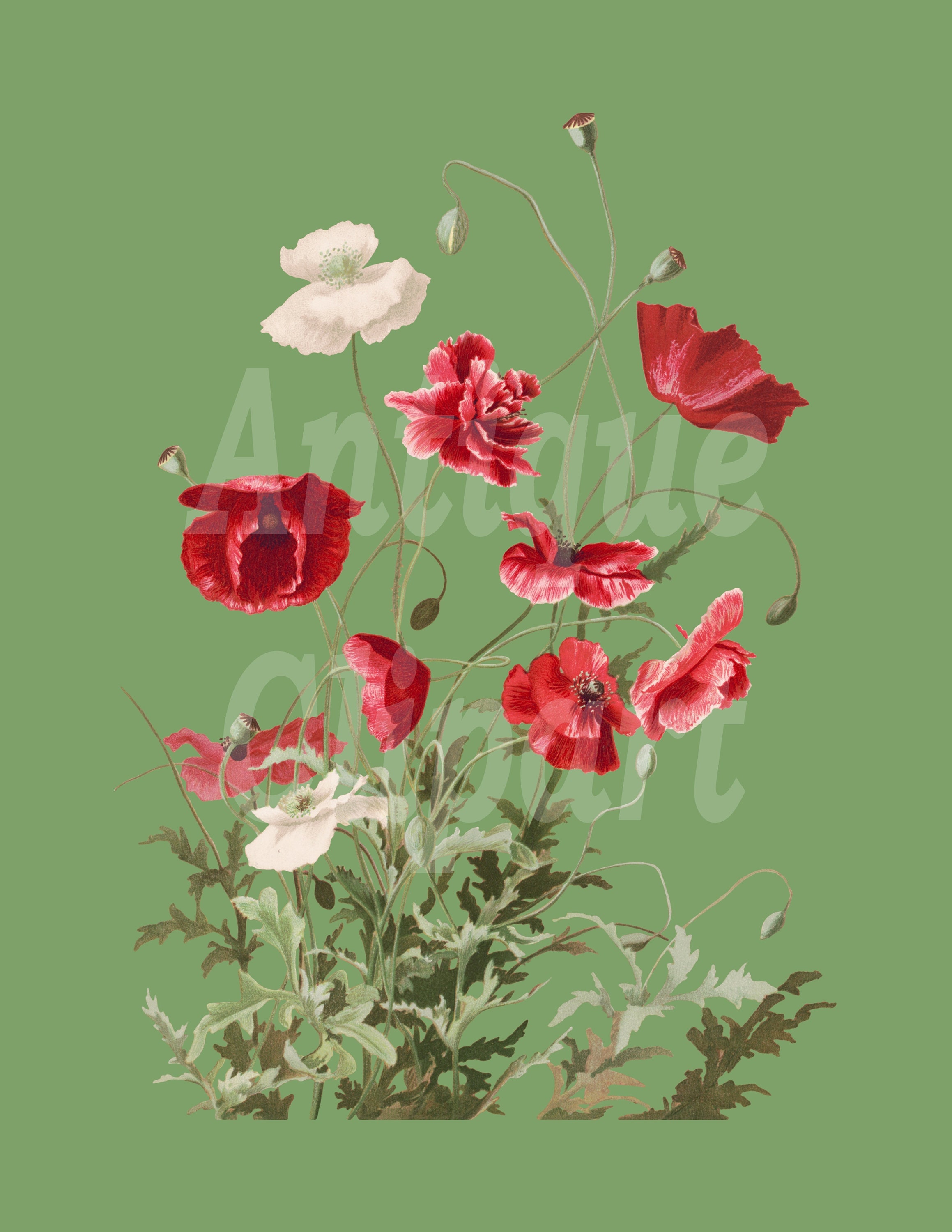 Red Flower Clipart poppy Flowers Botanical Illustration for Wall Art ...