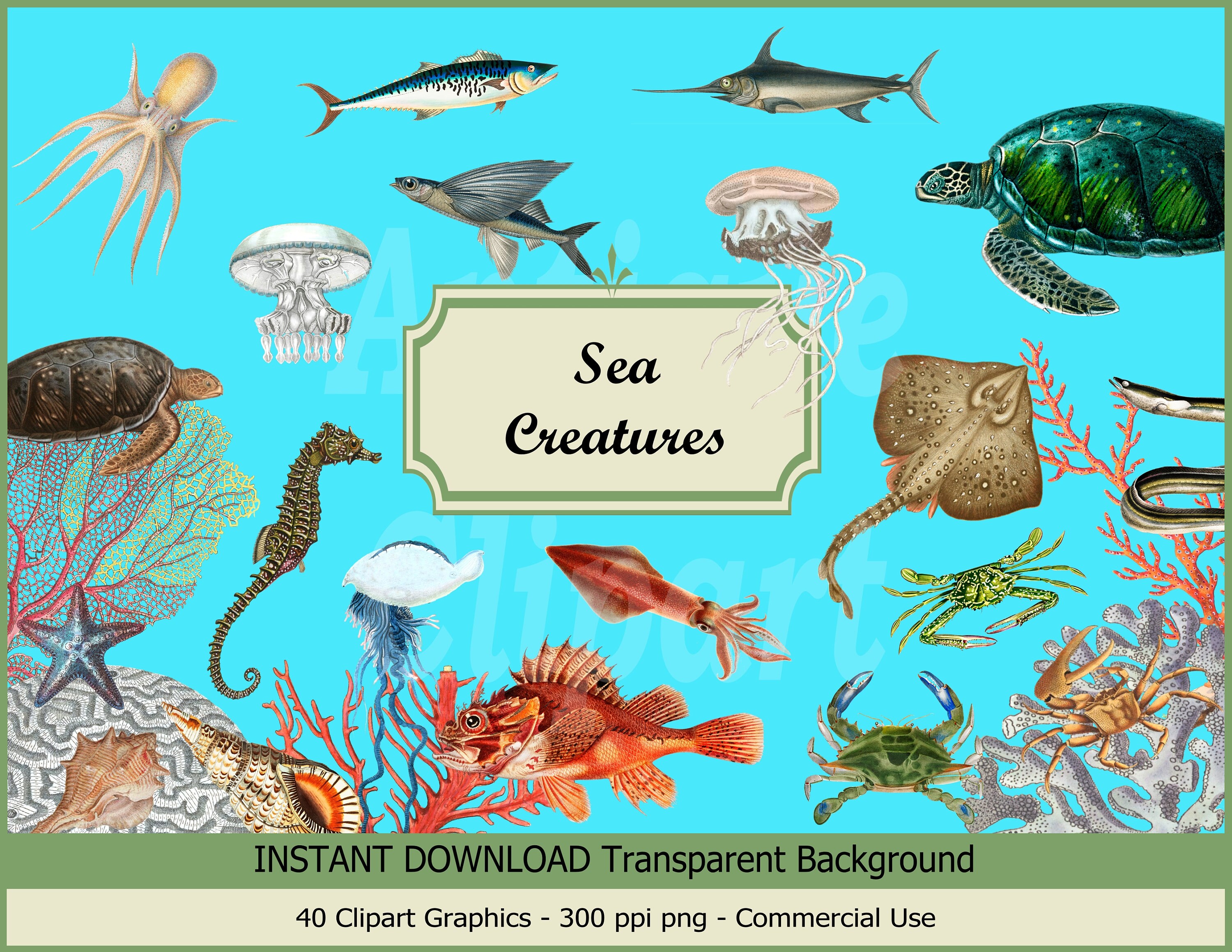 Vintage Sea Creatures Clipart: Antique Marine Life Illustrations (PNG ...