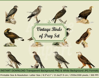 Bird of Prey Clipart - Etsy