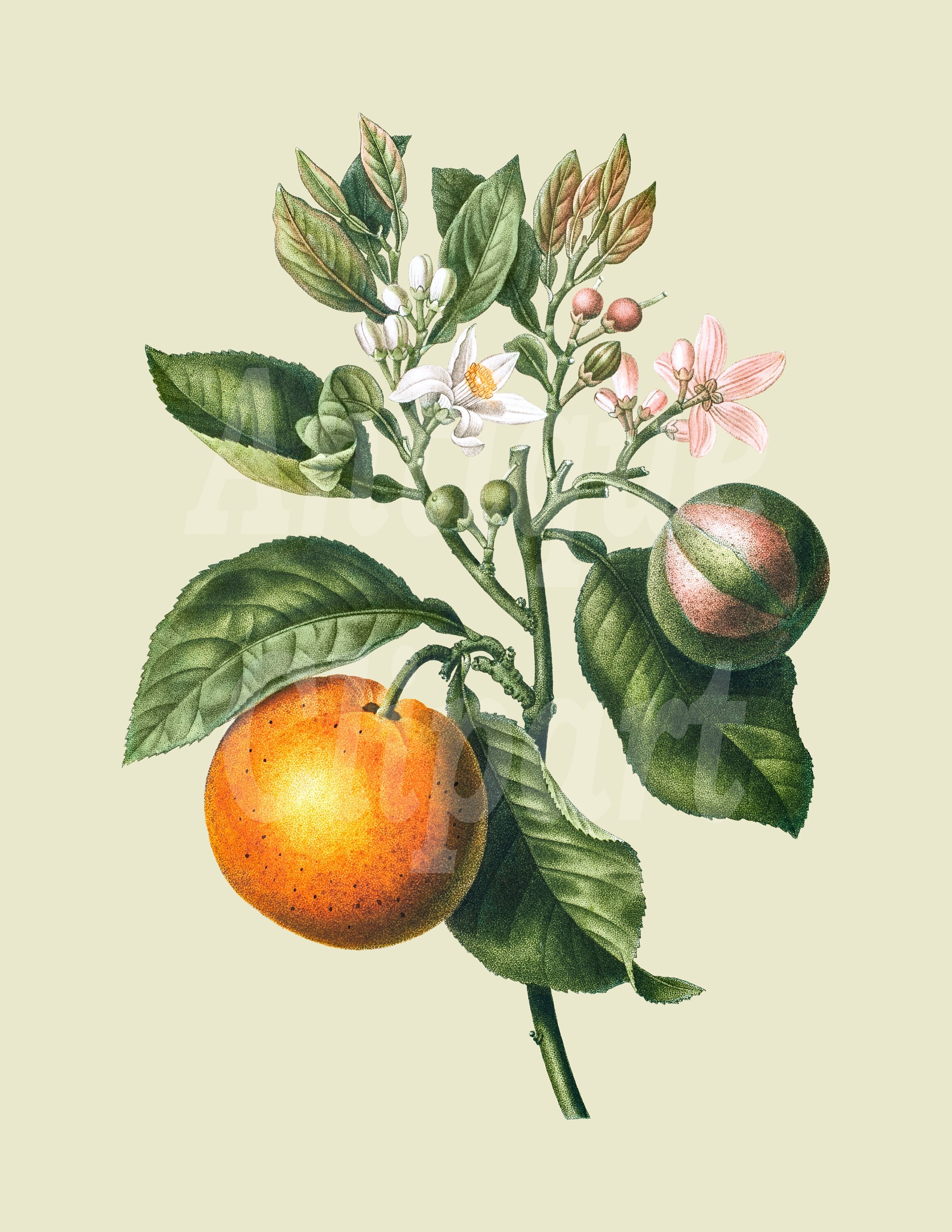 Orange Botanical Drawing Fruit