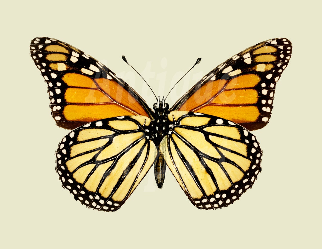 Butterfly Clipart "monarch" Printable Digital Download Illustration for ...