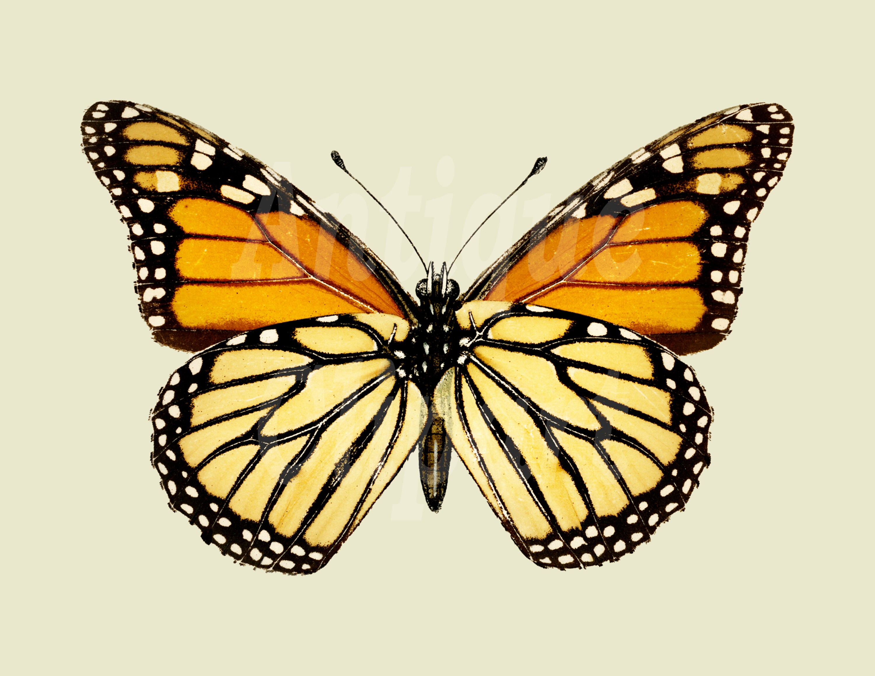 Butterfly Clipart "monarch" Printable Digital Download Illustration for ...