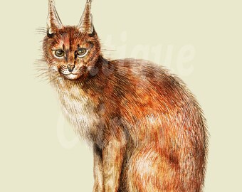 Lynx Digital Paper - Etsy