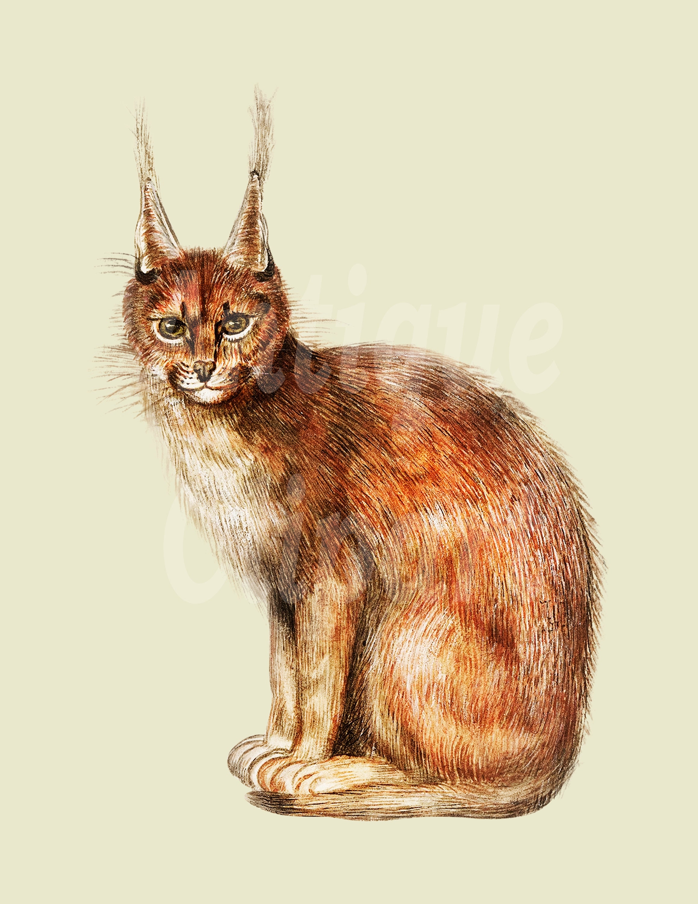 Vintage Digital Download Lynx Cat Animal Clip Art Wall Art Prints Paper ...