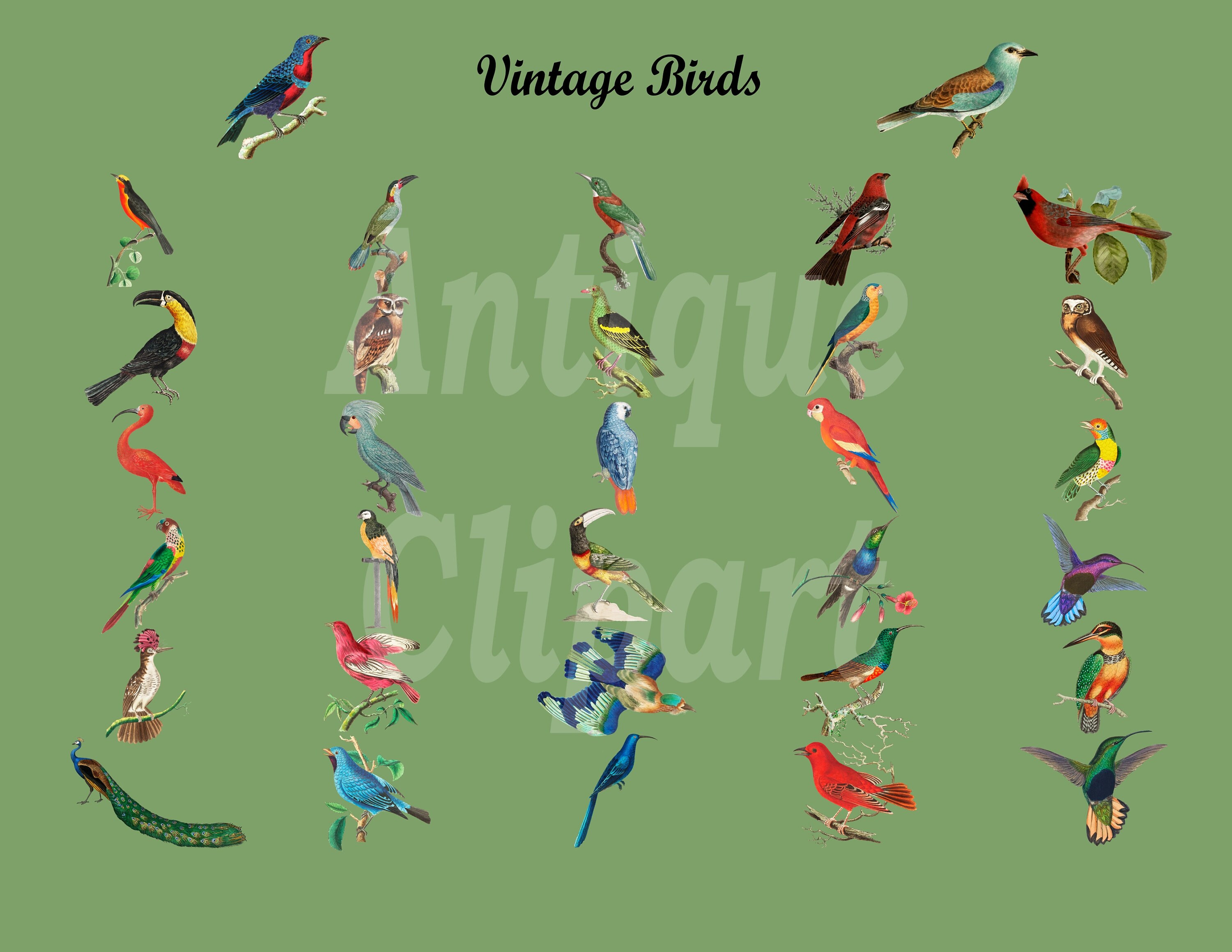 Vintage Birds Clipart Set 2, Antique Bird Clipart, Peacock Clipart ...