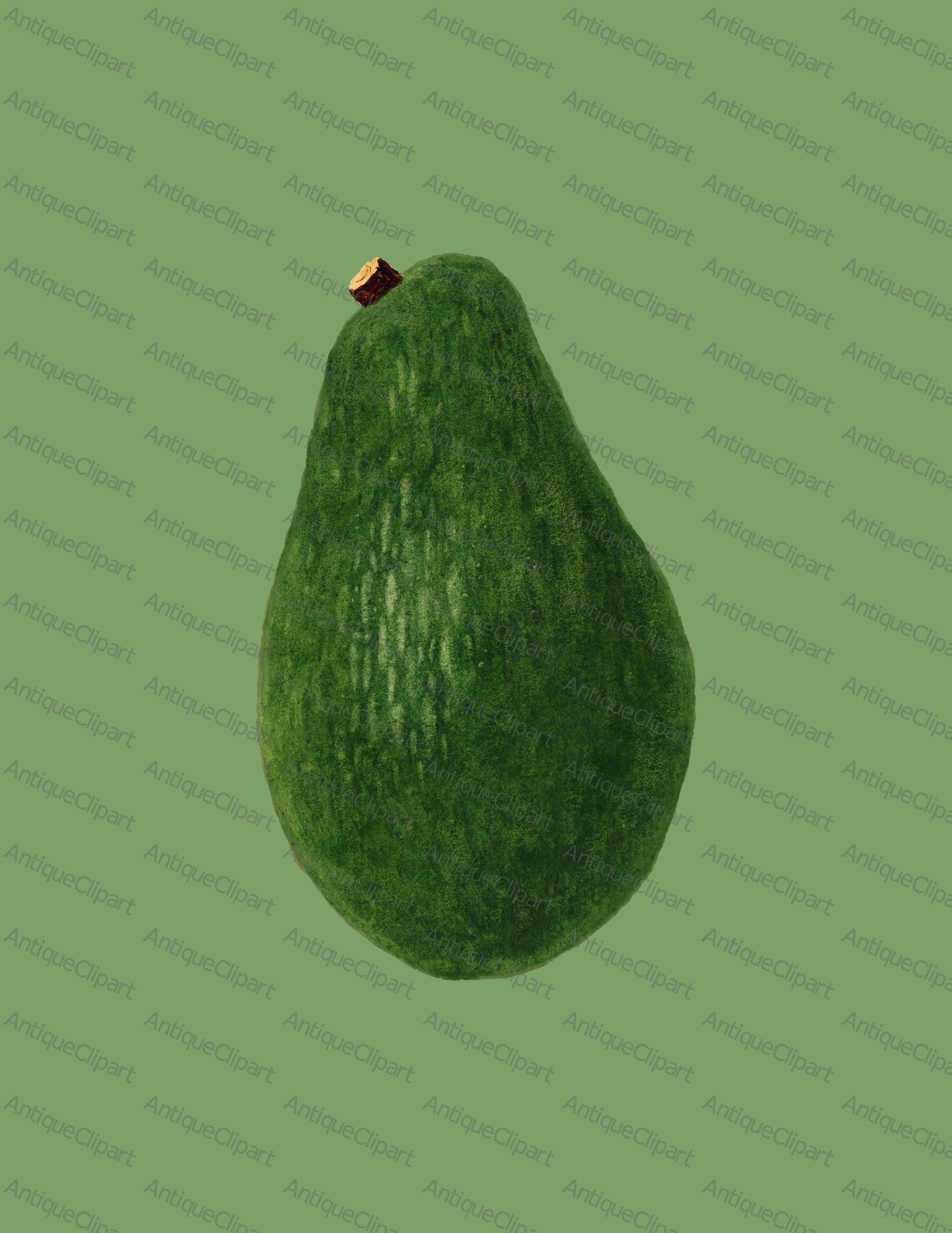 Green Fruit Clipart avocado Digital Download Image for Scrapbooking ...