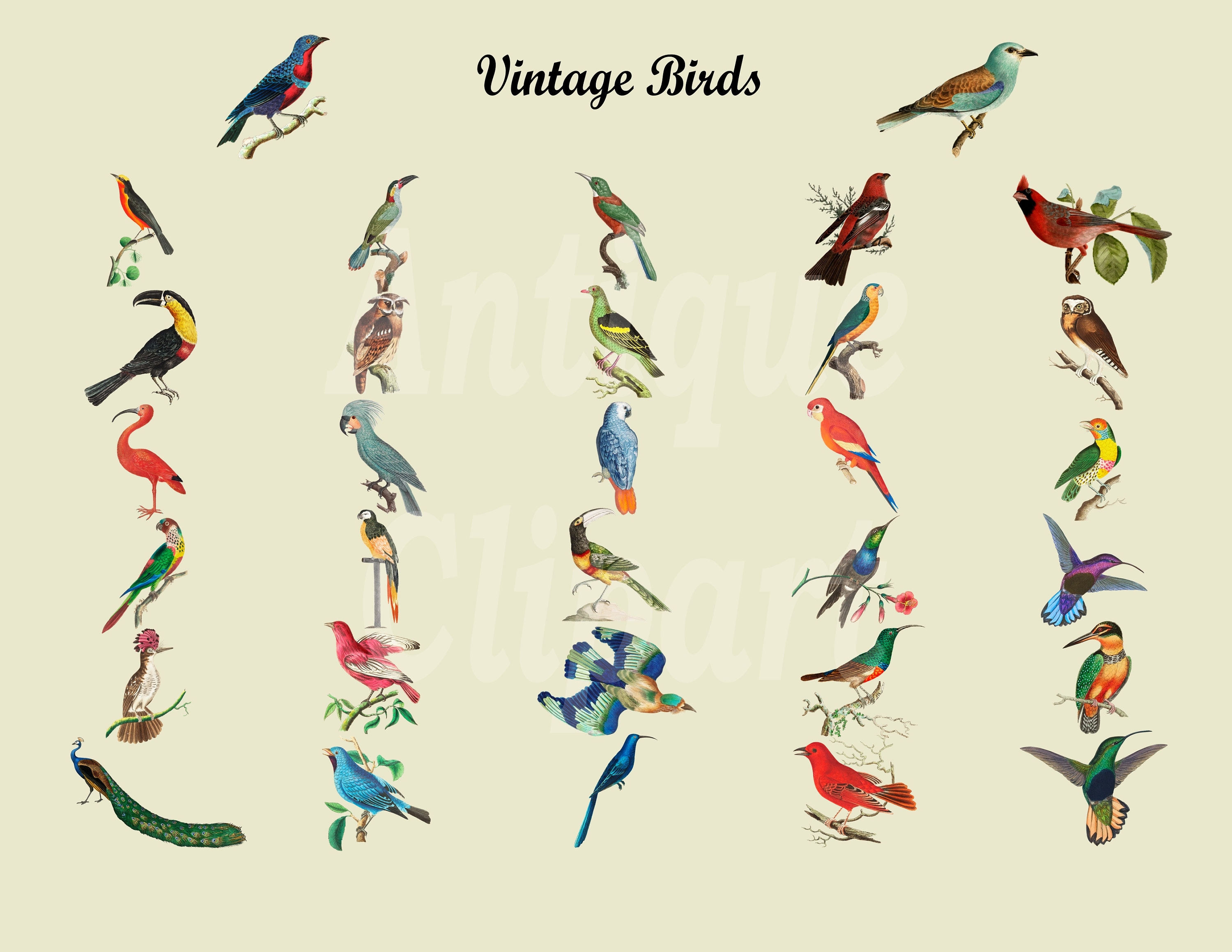 Vintage Birds Clipart Set 2, Antique Bird Clipart, Peacock Clipart ...