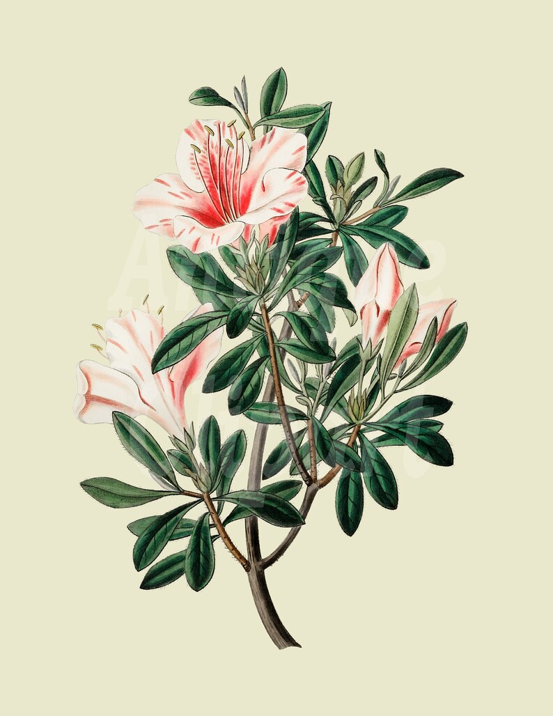 Pink Flower Clipart azalea Floral Botanical - Etsy
