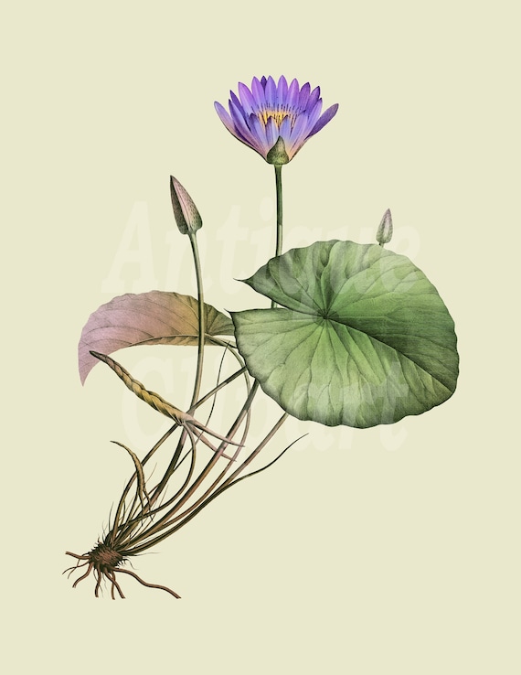 Digital Download Botanical Print lotus With Green - Etsy