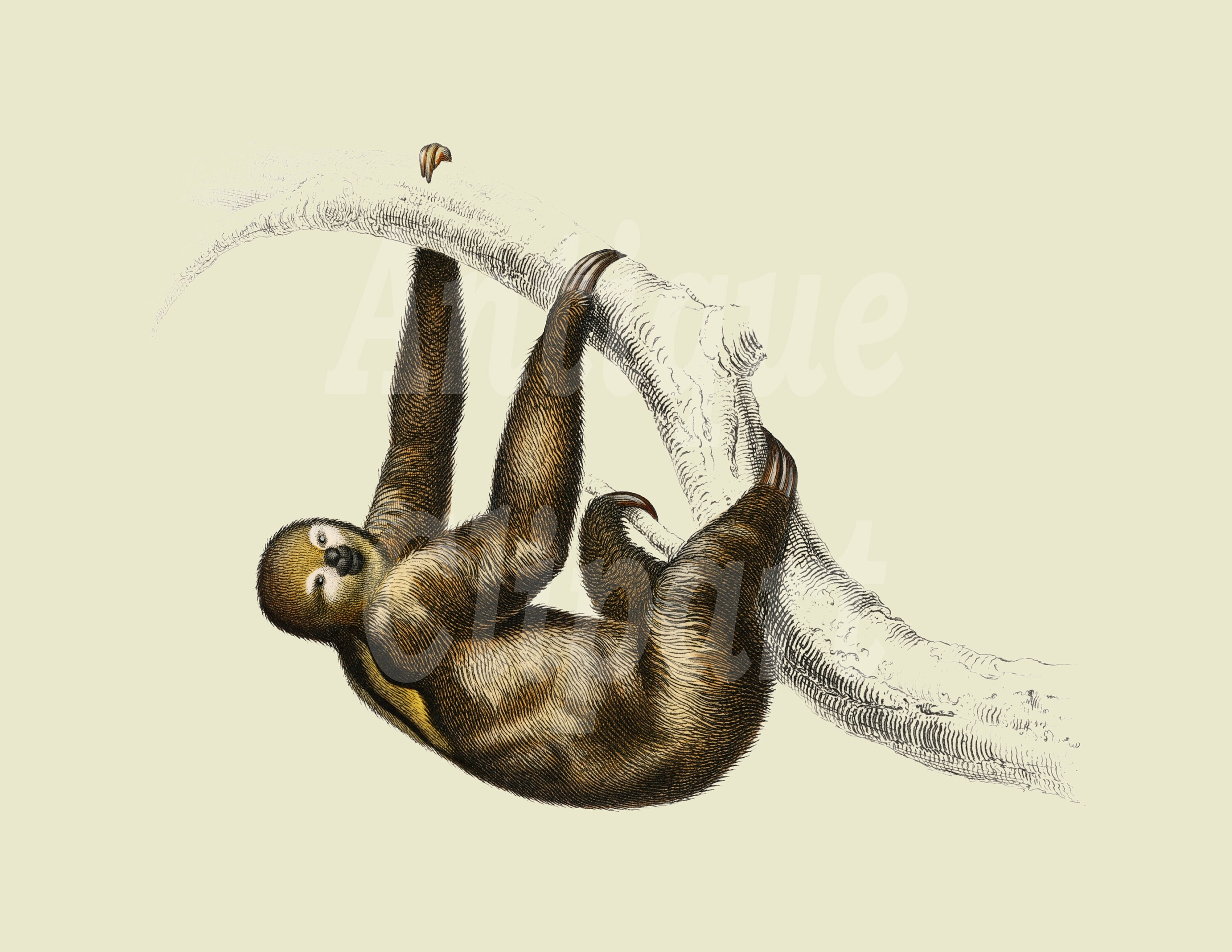 Paper, Party & Kids Papercraft Prints Vintage Animal Clipart Three-toed ...