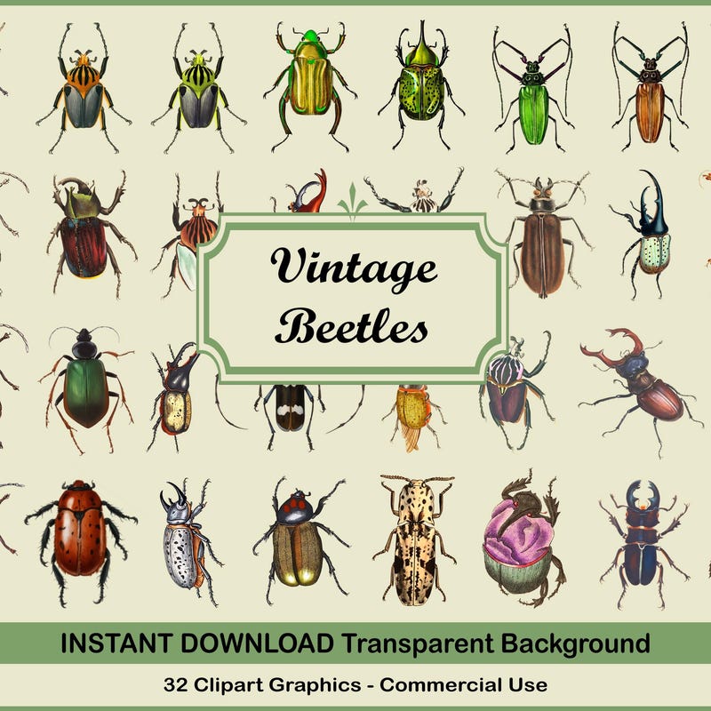 Beetle Illustrations - Etsy UK