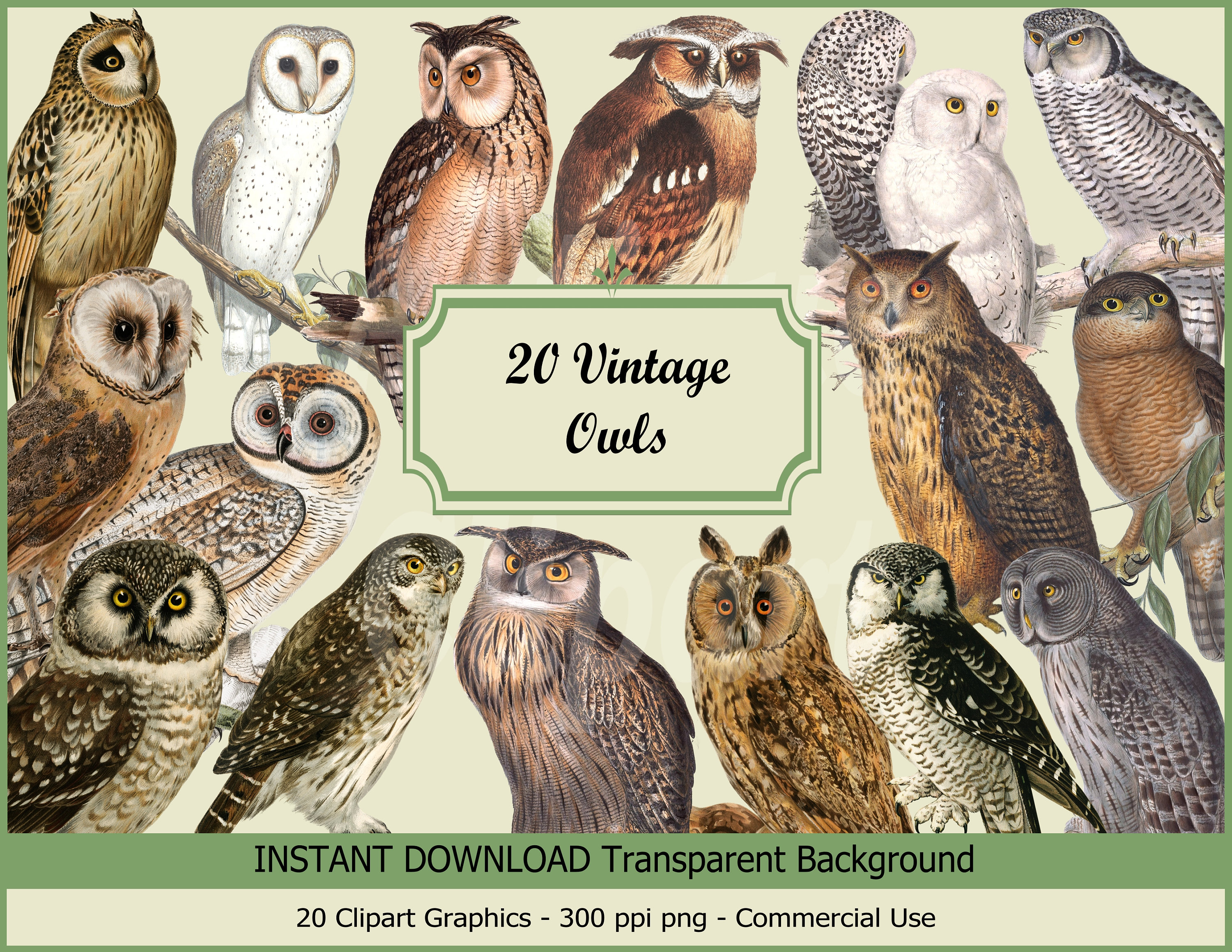 Vintage Owl Clip Art