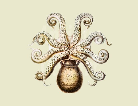 Animal Clip Art Printable Vintage Art octopus - Etsy
