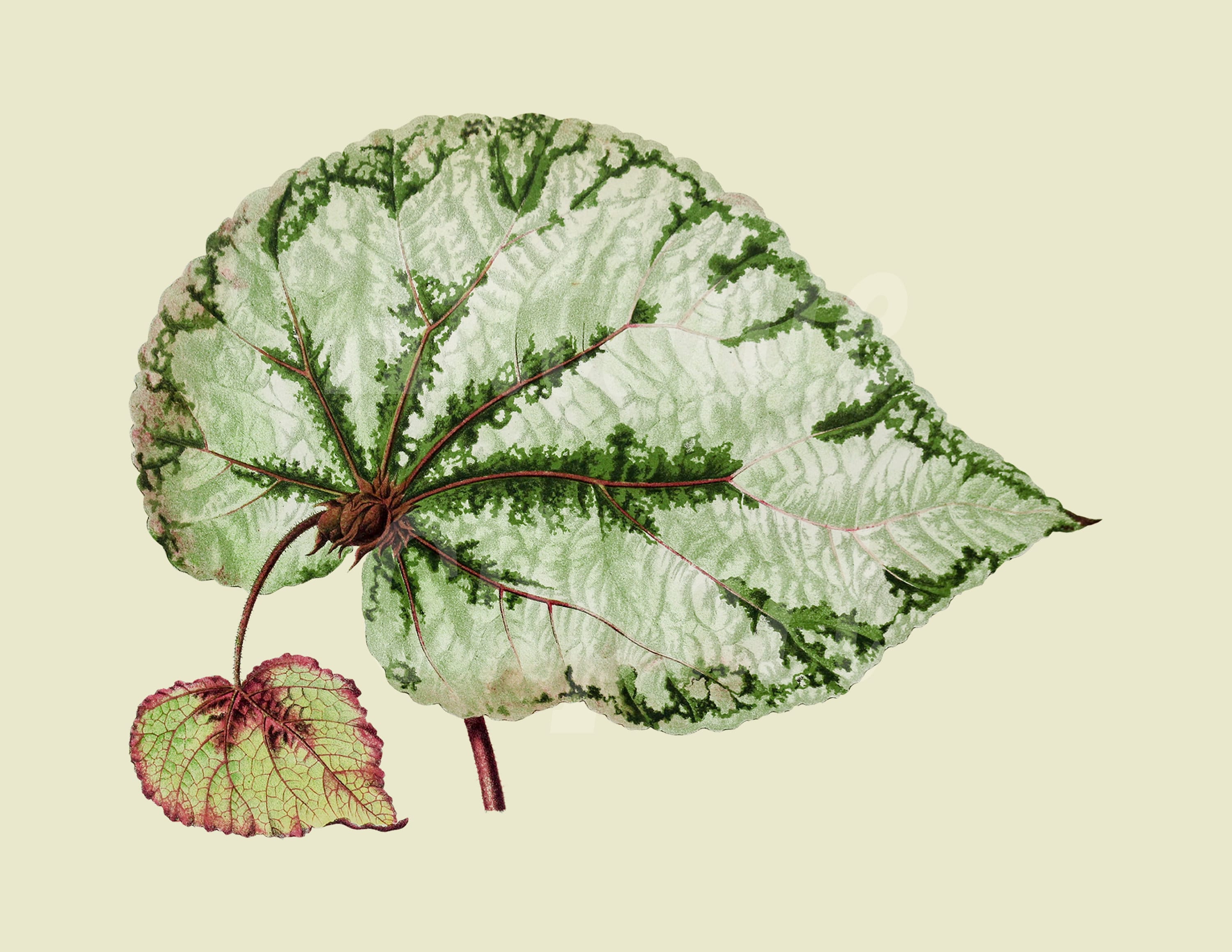 Begonia Leaves Drawing
