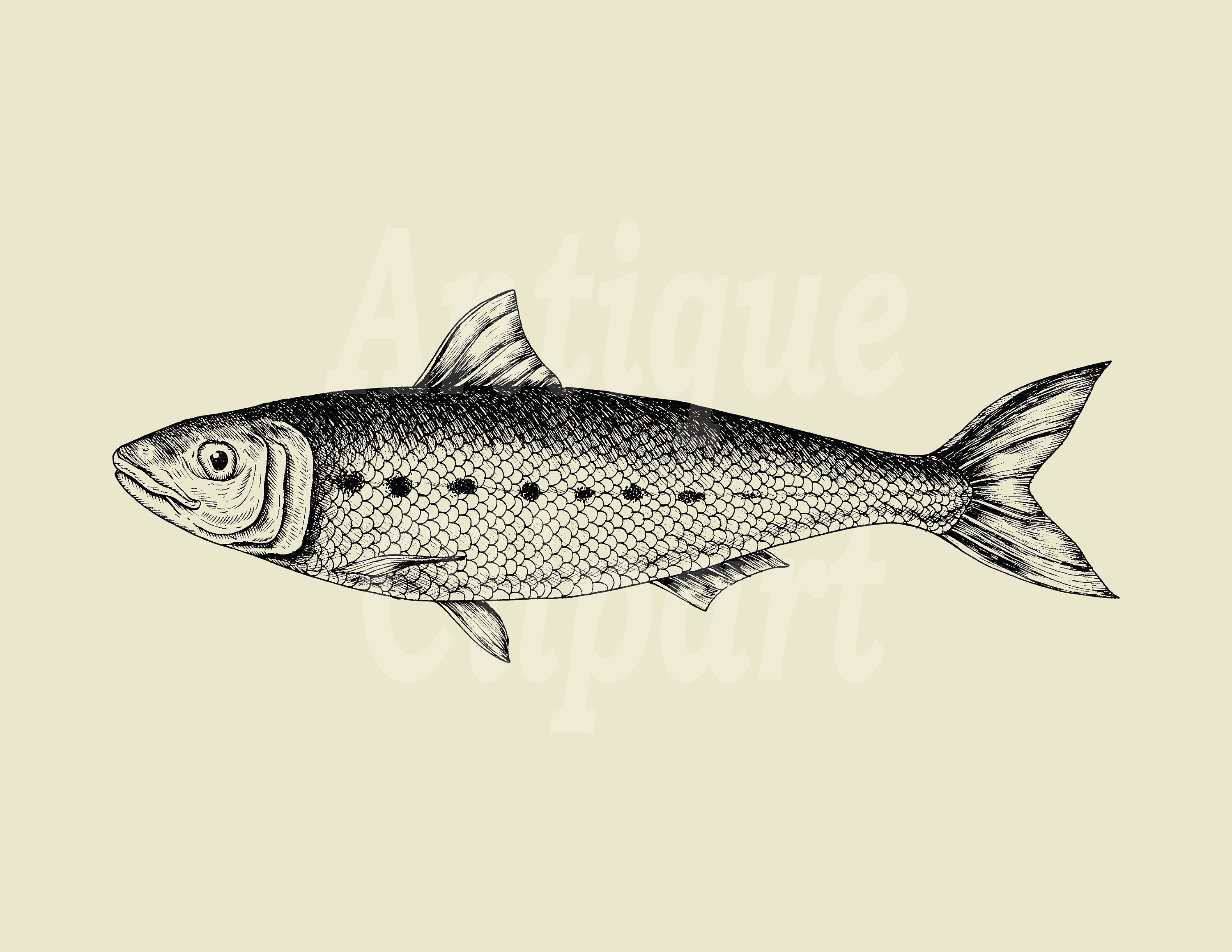 Sardine Clipart