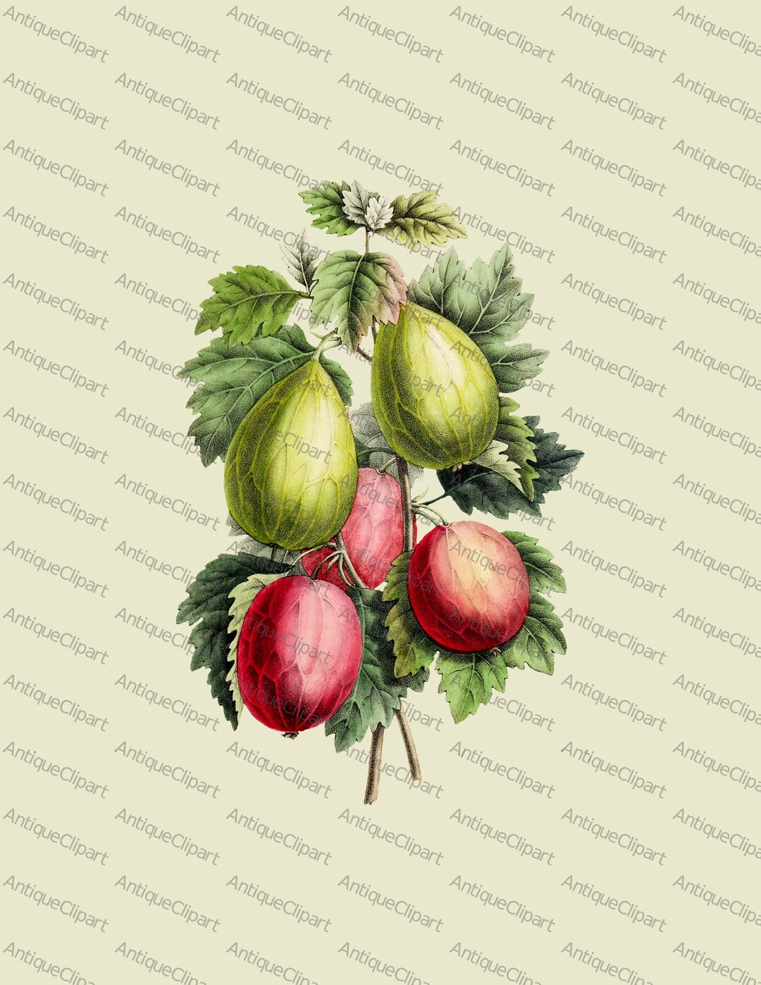 Fruit Digital Download gooseberries PNG & JPG Printable Kitchen Wall ...