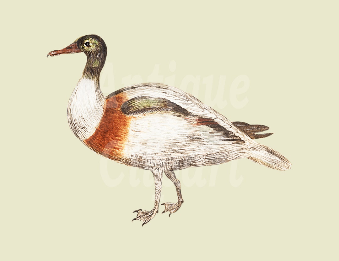 Duck Image, Bird Clipart indian Runner Digital Download for Prints ...