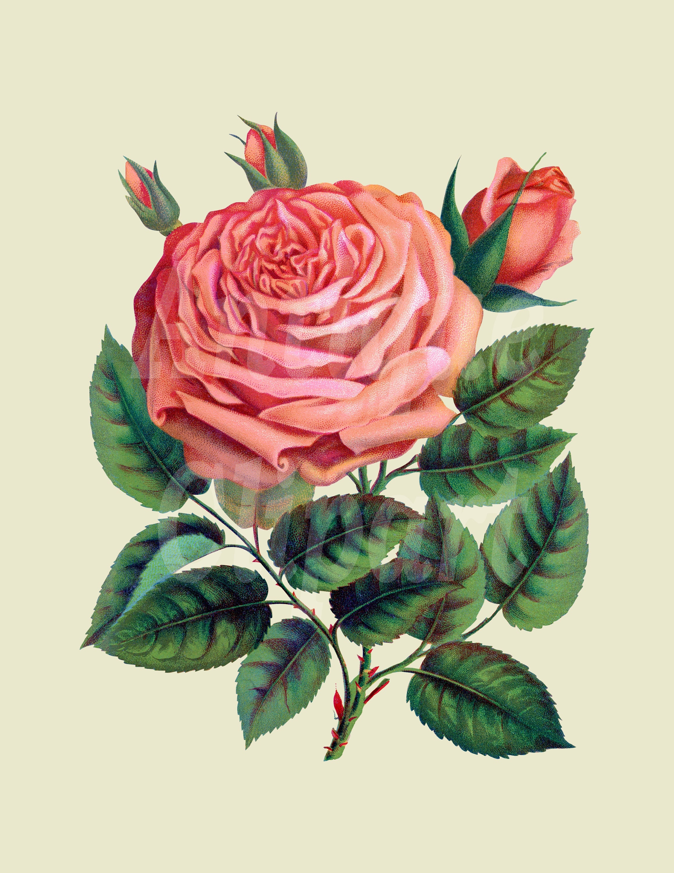 Pink Flower, Botanical Illustration PNG & JPG vintage Rose Digital ...