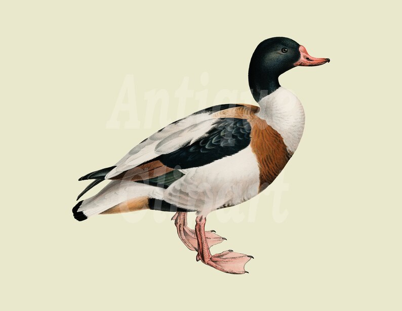 Duck Clipart, Printable Digital Download common Shelduck for ...