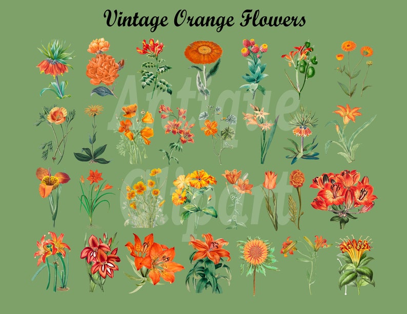 Orange Spring Flower Clipart: Vintage PNG Set (digital Download) - Etsy
