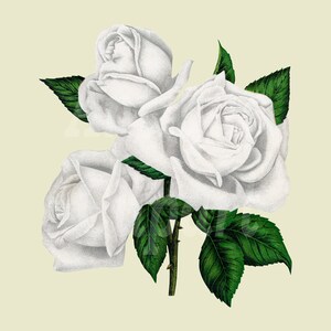 Flower Clipart vintage White Rose Digital Download Botanical ...