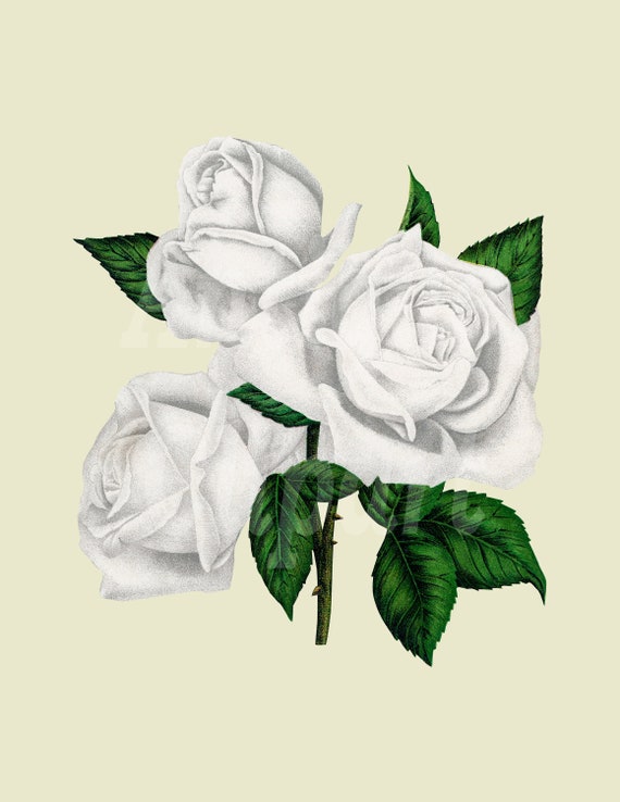 Flower Clipart vintage White Rose Digital Download - Etsy