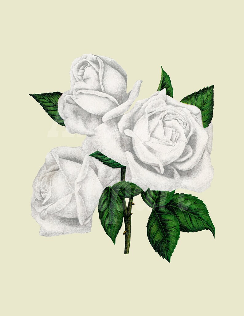 Flower Clipart vintage White Rose Digital Download Botanical ...