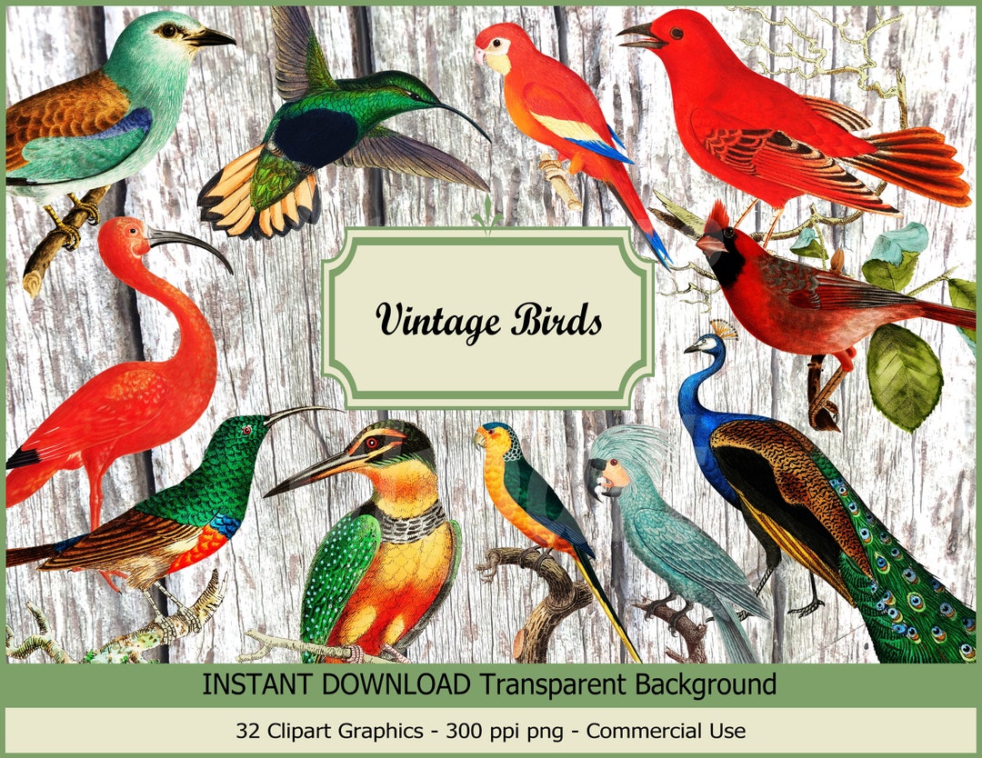 Vintage Birds Clipart Set 2, Antique Bird Clipart, Peacock Clipart ...