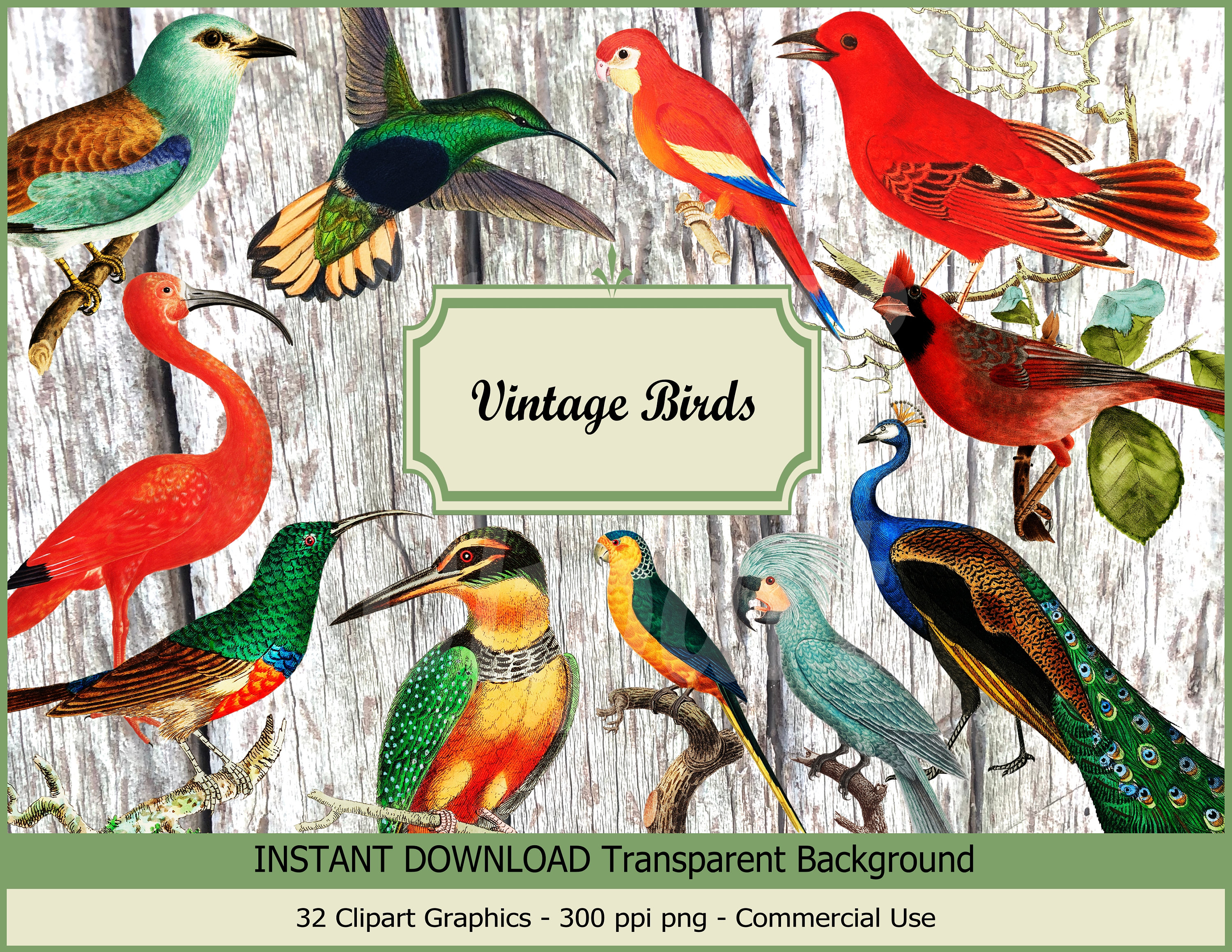 Vintage Birds Clipart Set 2, Antique Bird Clipart, Peacock Clipart ...