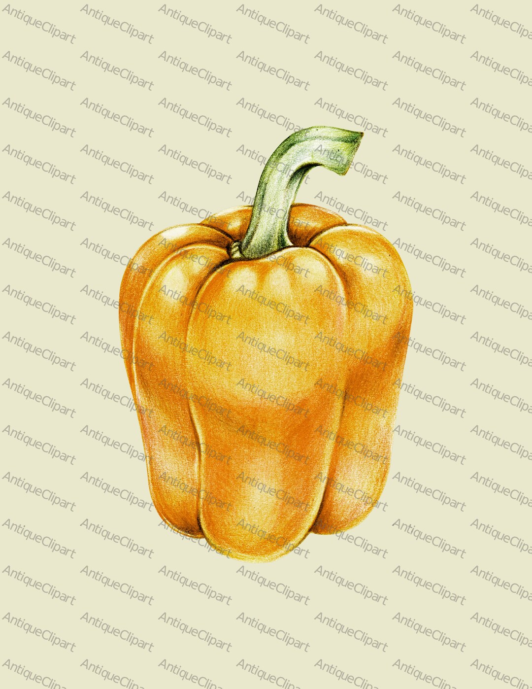 Yellow Bell Pepper Digital Download, Vintage, Clipart, DIY Crafts, Food ...
